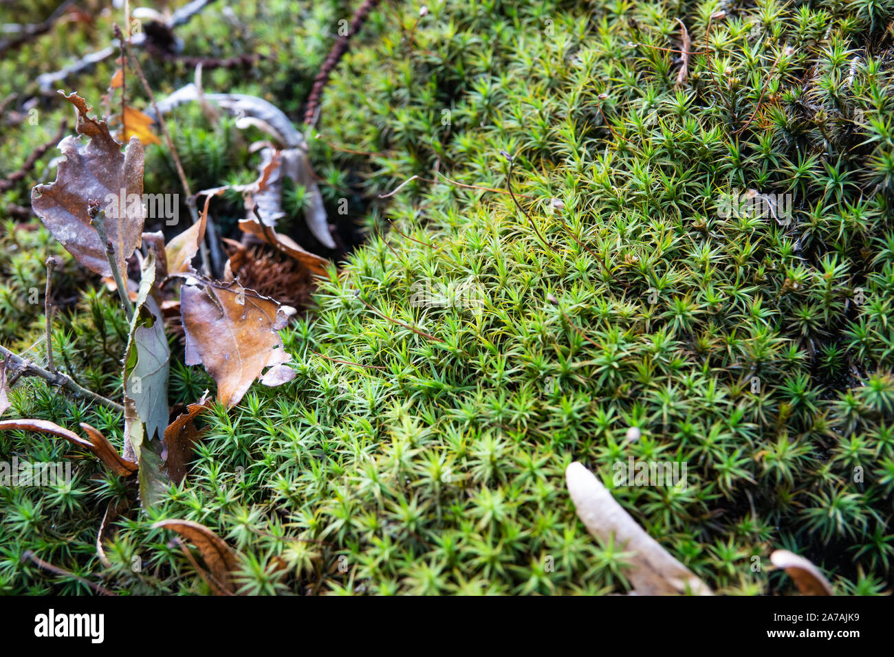 Polytrichum Moss Growing in Autumn Stock Photo - Alamy