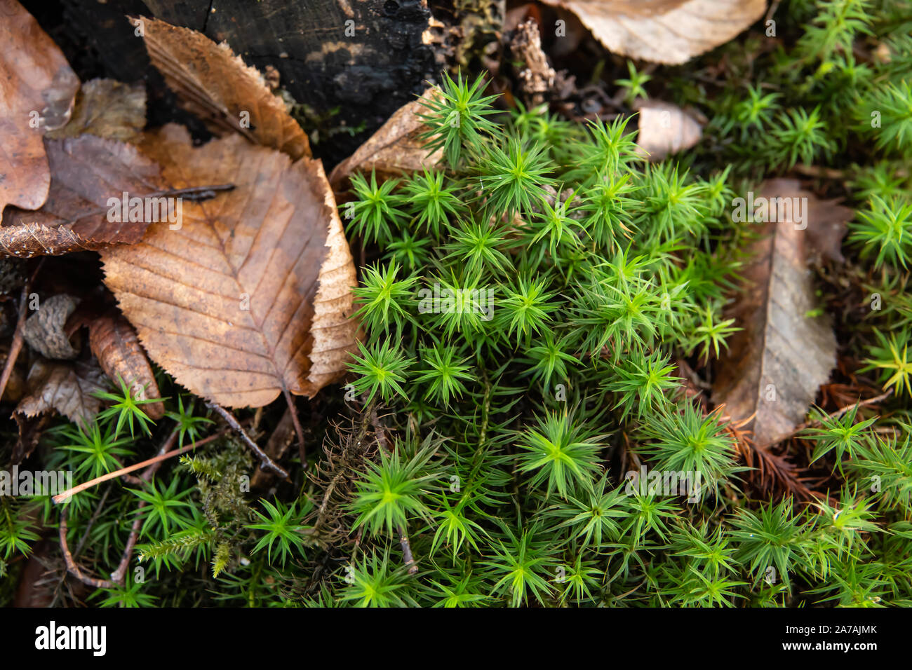 Star moss polytrichum commune hi-res stock photography and images - Alamy