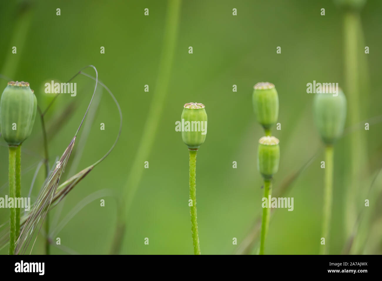 Capsules fruit botany hi-res stock photography and images - Alamy
