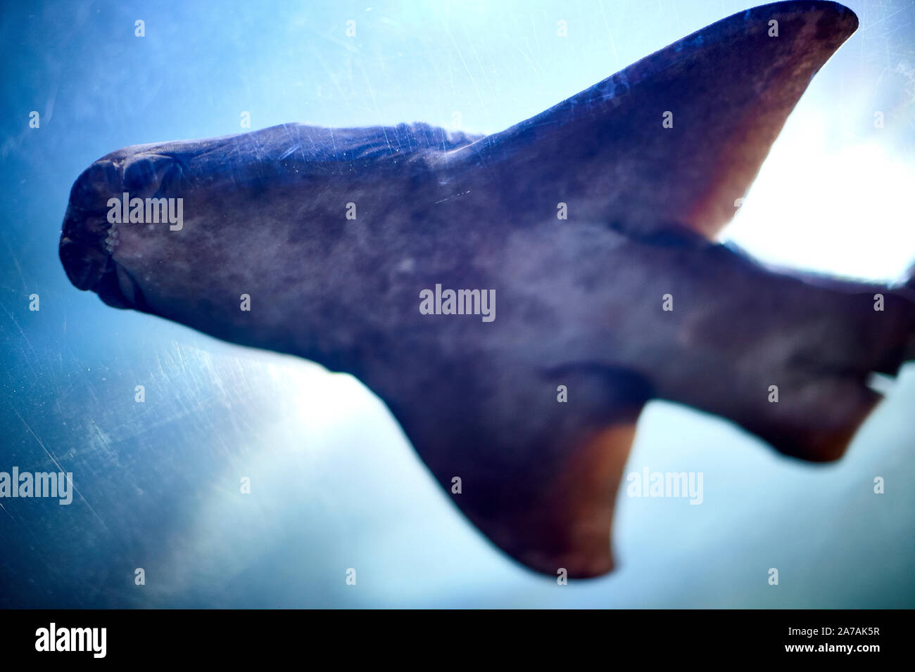 Blue reef aquarium england hi-res stock photography and images - Alamy