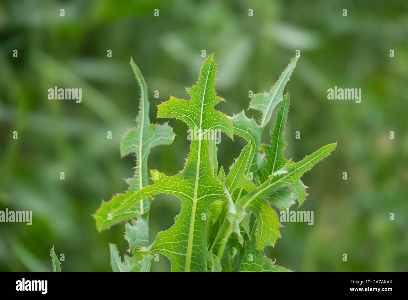 Prickly lettuce hi-res stock photography and images - Alamy