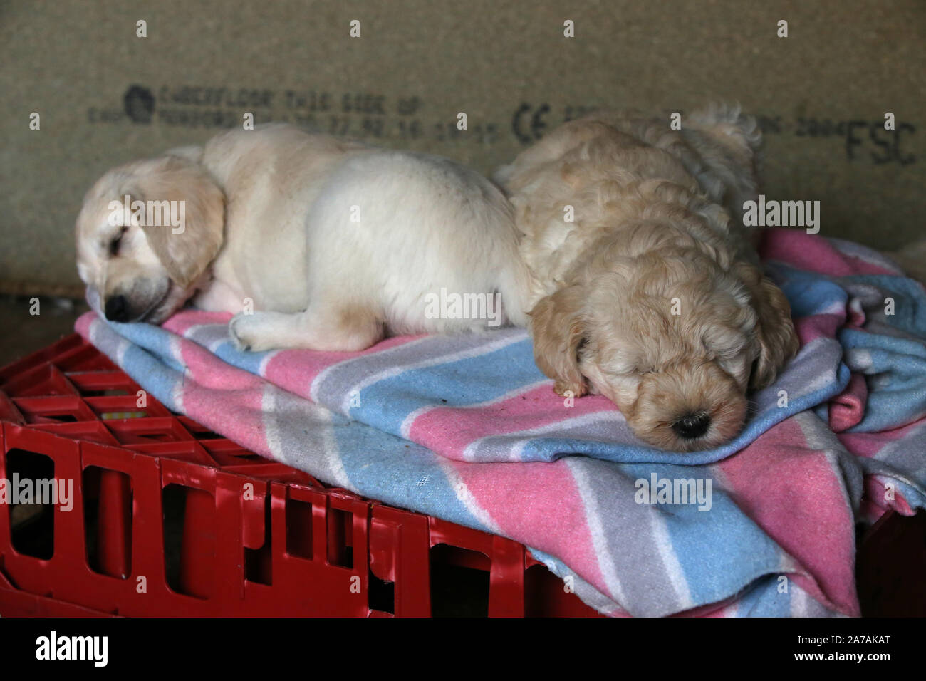 Labradoodle sleeping hi-res stock photography and images - Alamy