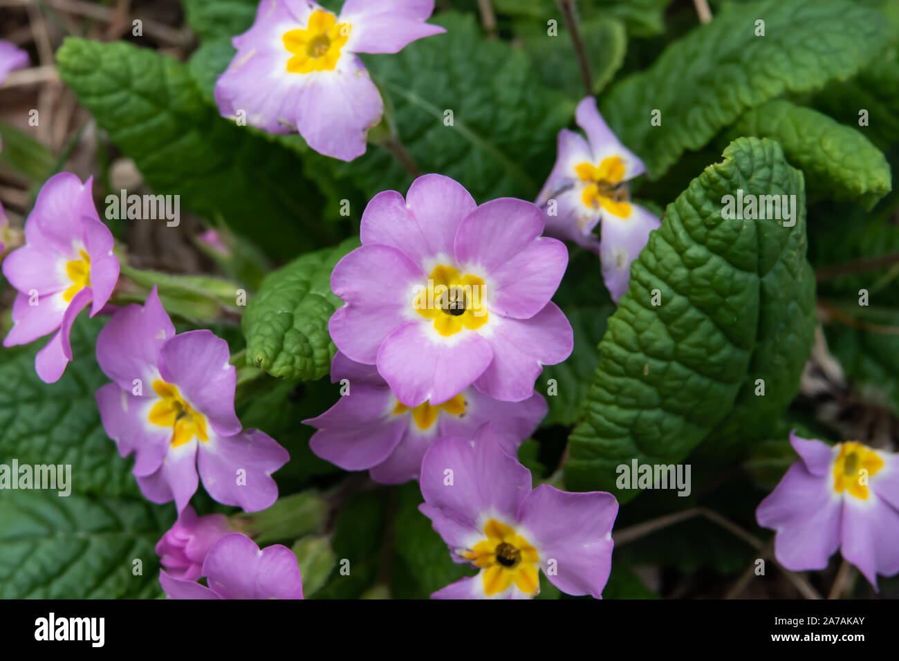 Purple Primrose in Bloom in Winter Stock Photo - Alamy