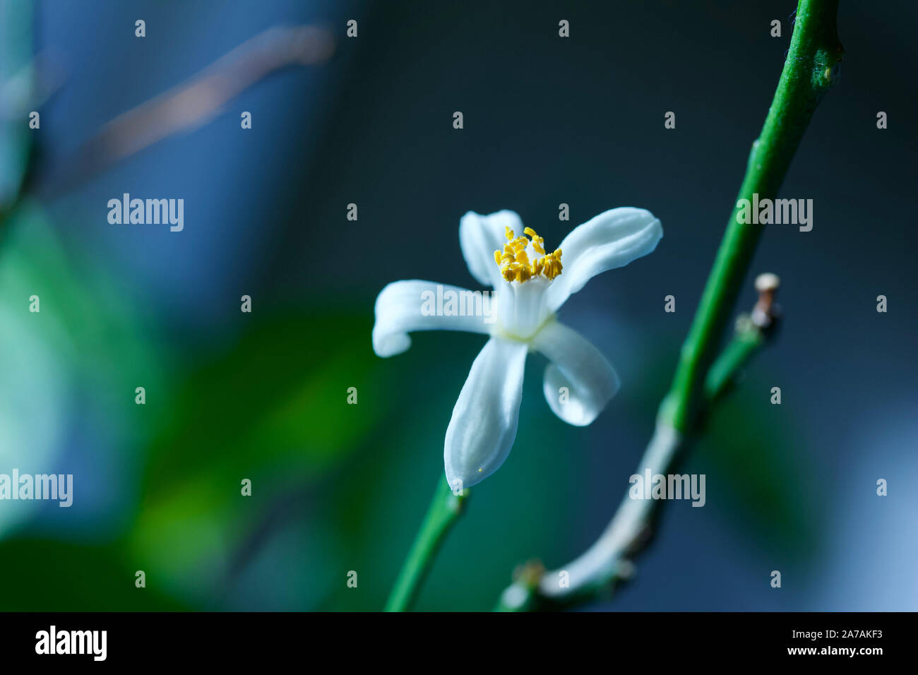 Macro image of a single delicate white blossom on an indoor Meyer lemon ...