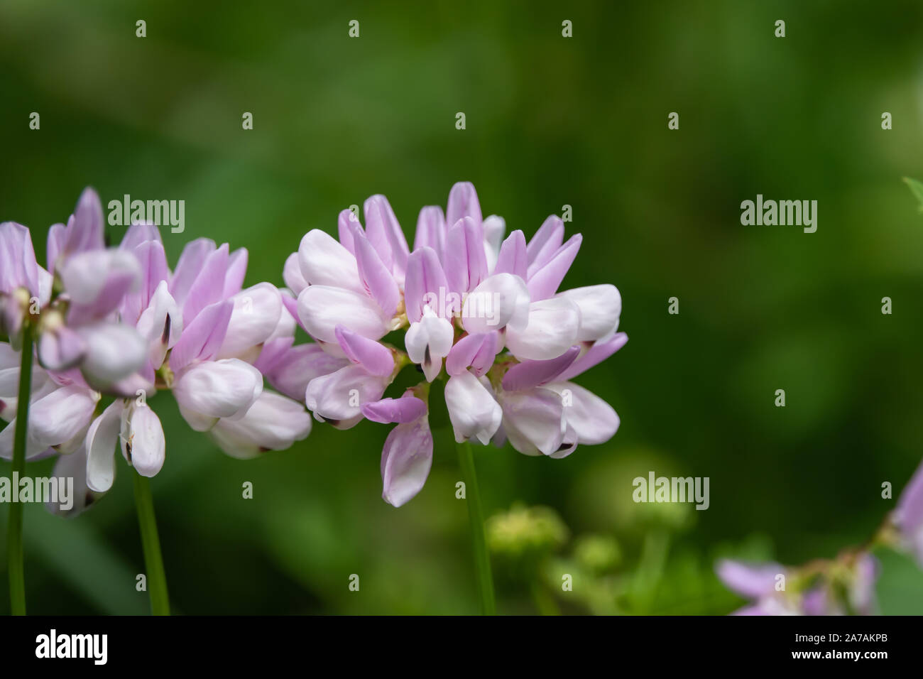 Purple Crown Vetch Flowers in Bloom in Springtime Stock Photo - Alamy