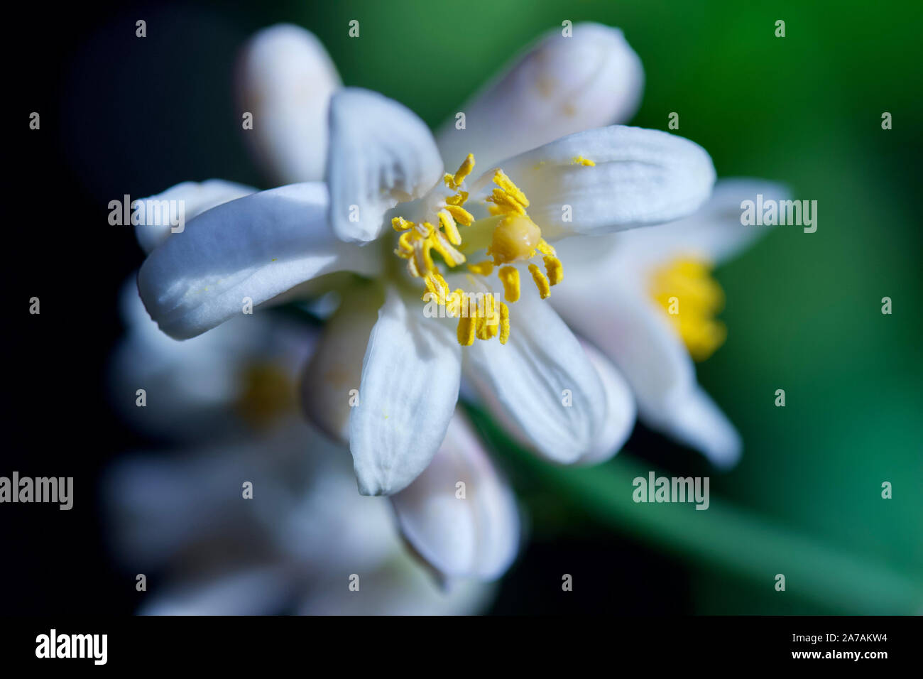Macro image of delicate white blossoms on an indoor Meyer lemon tree ...