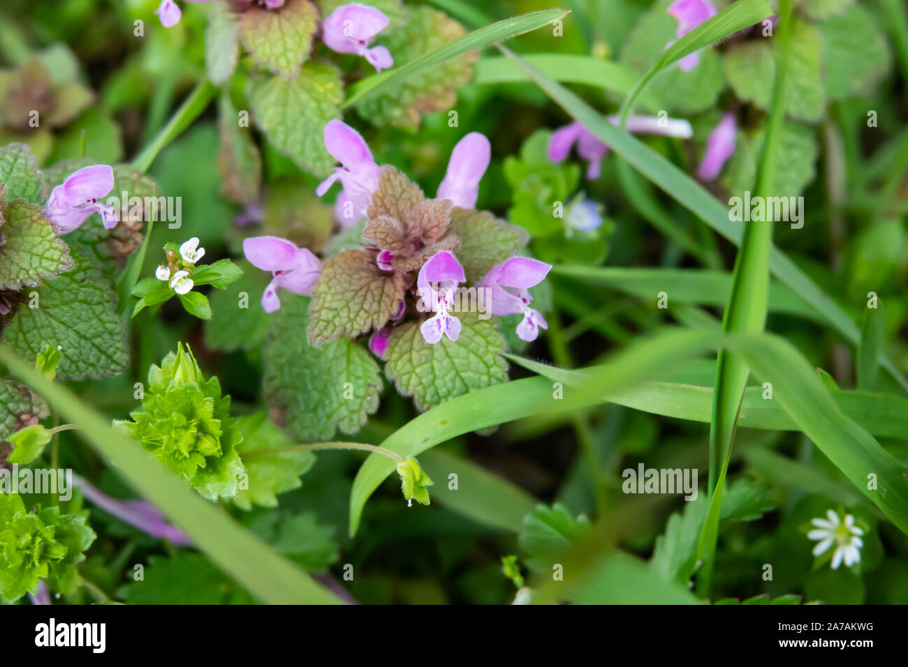 Purple Dead Nettle Flowers in Bloom in Winter Stock Photo - Alamy