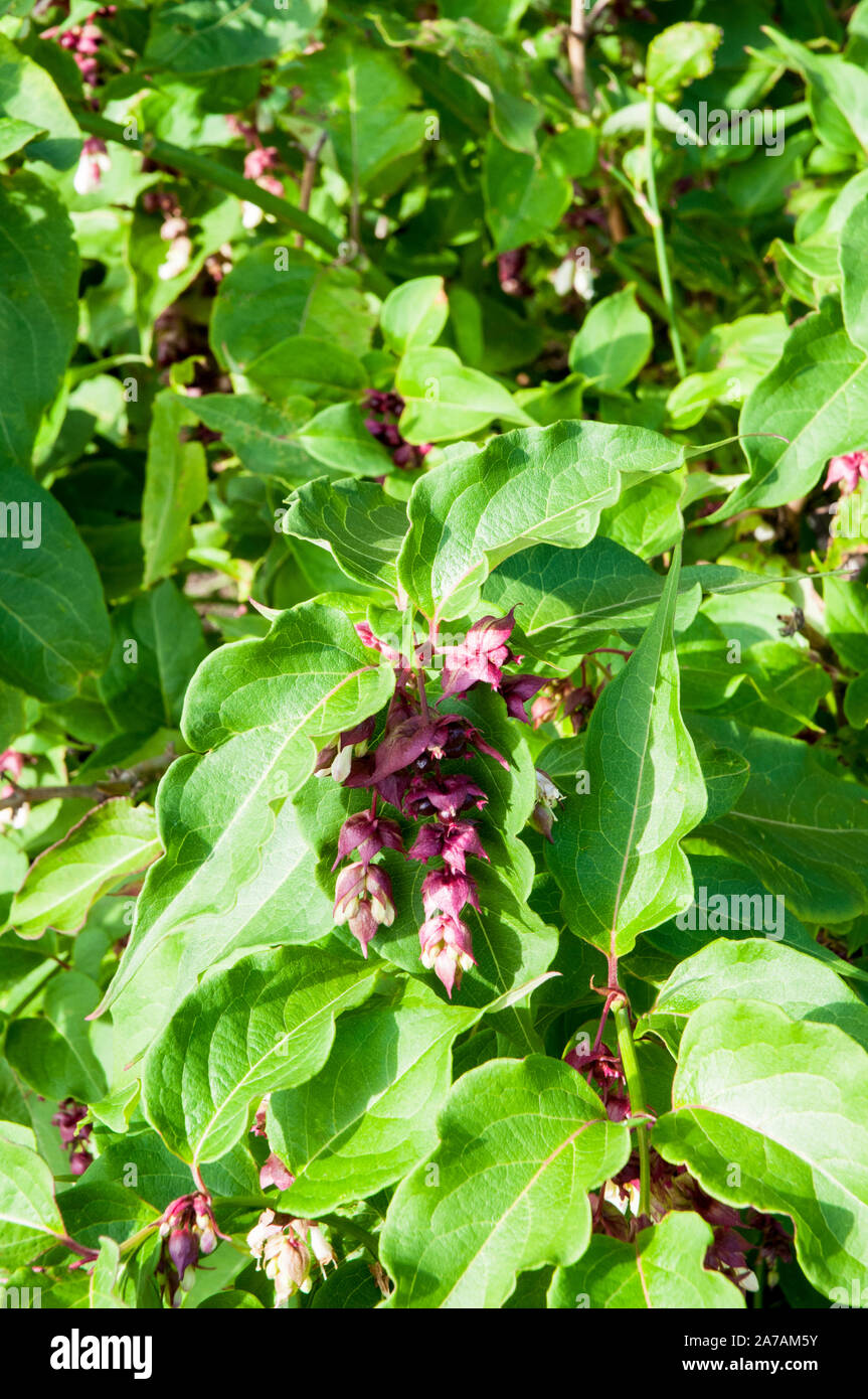 Leycesteria hi-res stock photography and images - Alamy