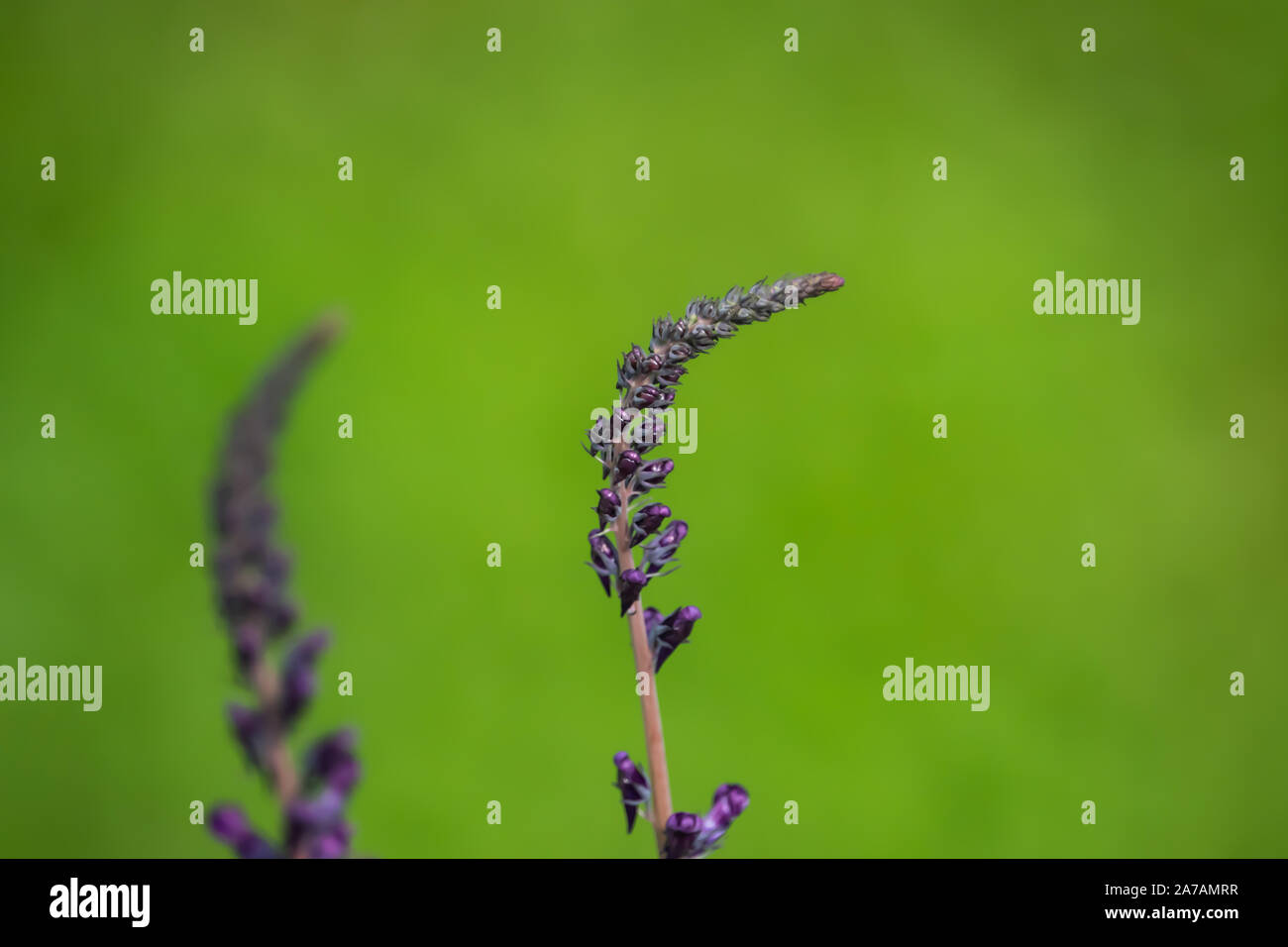 Toad Flax High Resolution Stock Photography and Images - Alamy