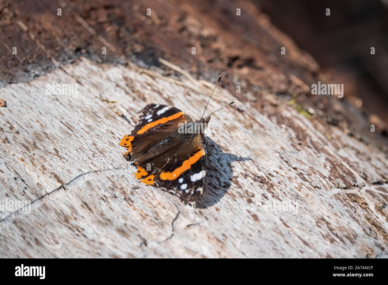 Butterfly on log hi-res stock photography and images - Alamy