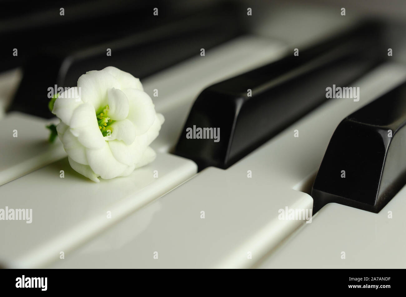 Piano field flower music hi-res stock photography and images - Alamy
