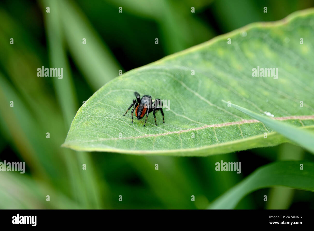 Red back spider jumping hi-res stock photography and images - Alamy