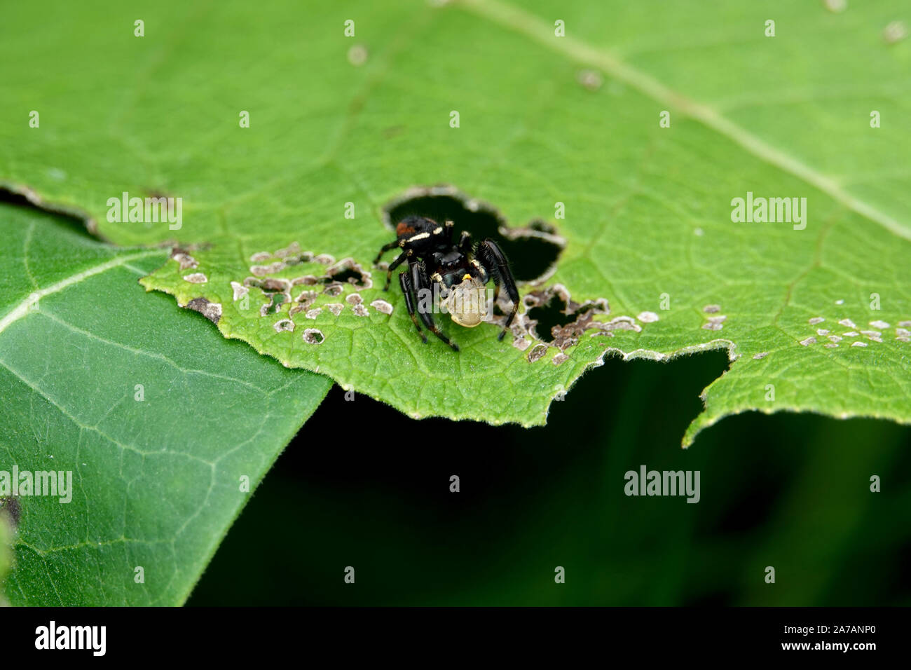 Red back spider jumping hi-res stock photography and images - Alamy