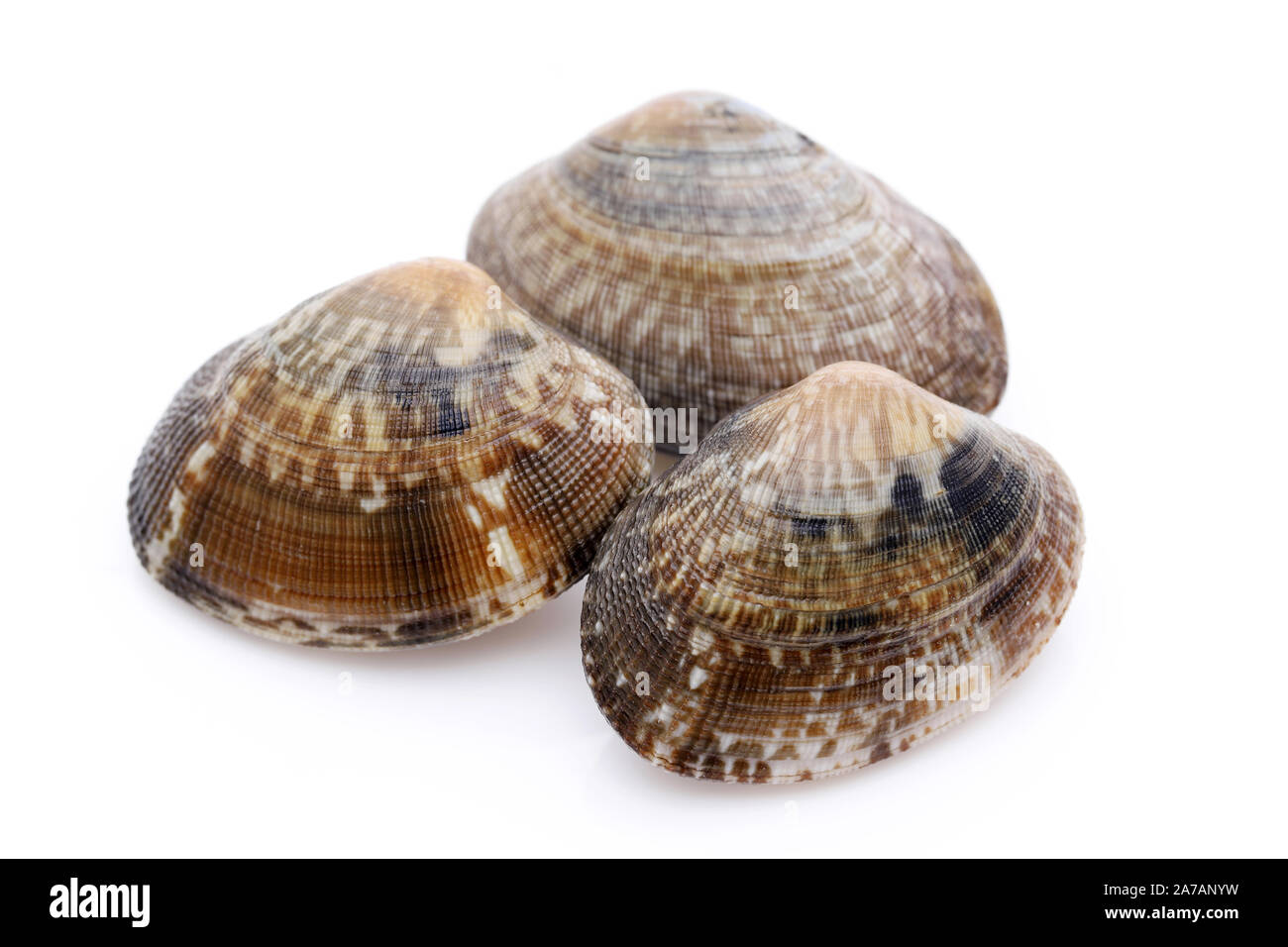 Stack of Japanese asari clams on white background Stock Photo - Alamy