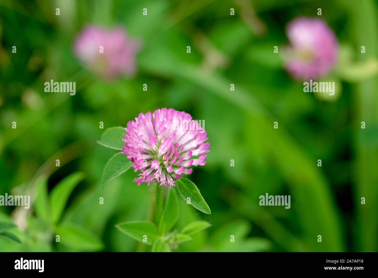 Red Clover Flowers in Bloom in Springtime Stock Photo - Alamy