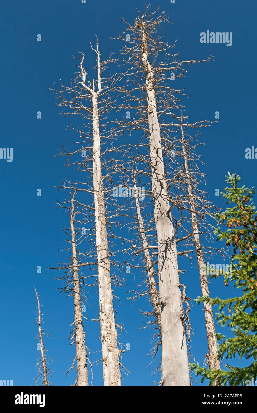 Engelmann spruce hi-res stock photography and images - Alamy