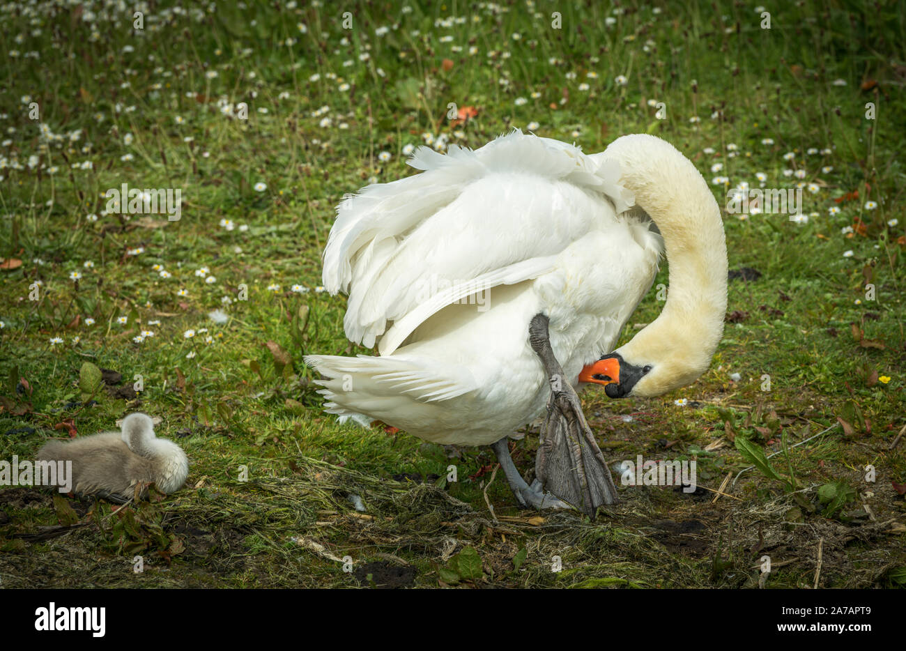 Animal bird swan birds feet hi-res stock photography and images - Alamy
