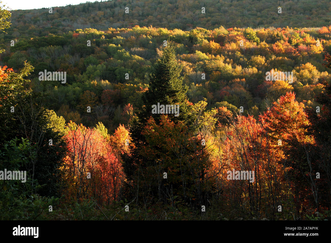 Mountain forest changing colors in autumn. Blue Ridge Mountains ...