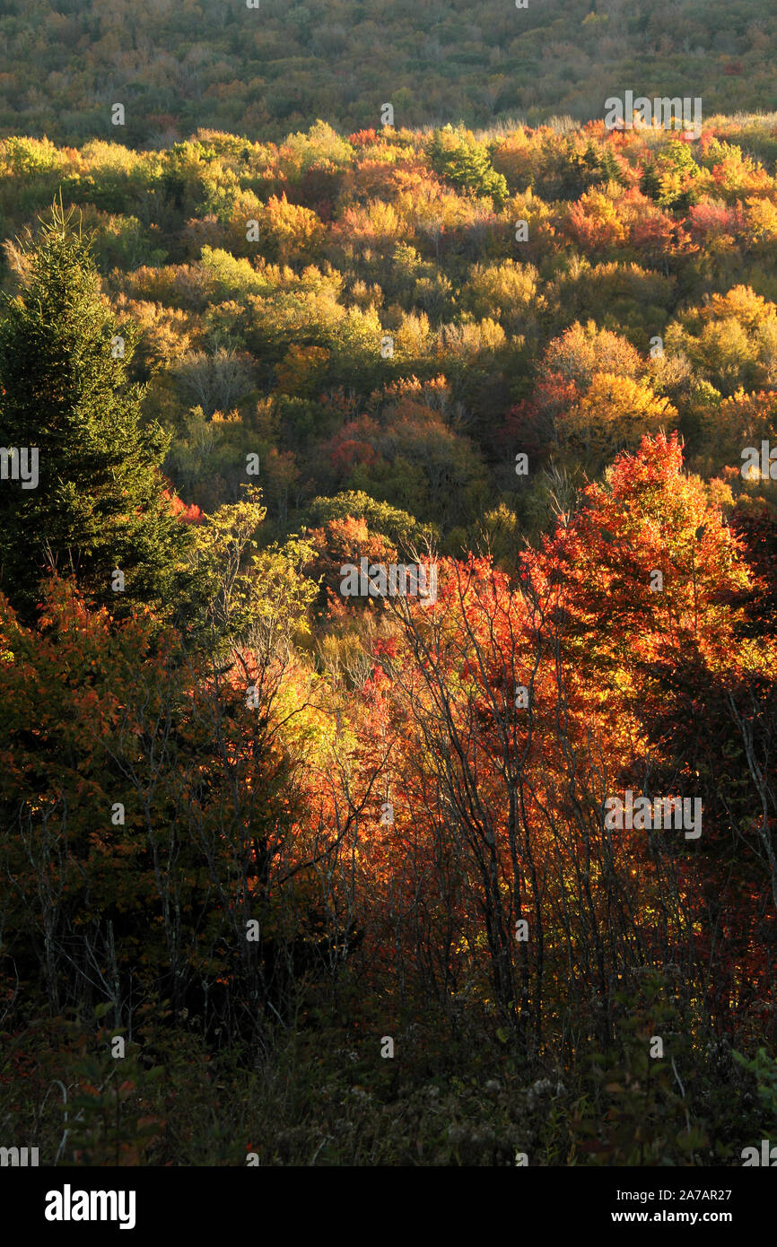 Mountain forest changing colors in autumn. Blue Ridge Mountains ...