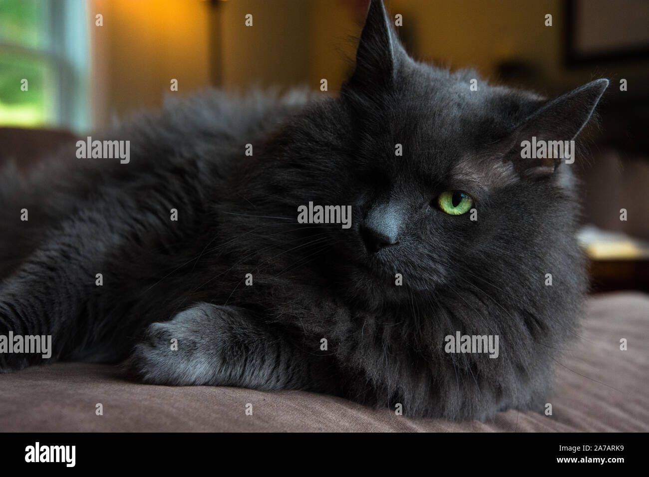 one-eyed grey angora cat looking seriously the camera, horizontal close ...