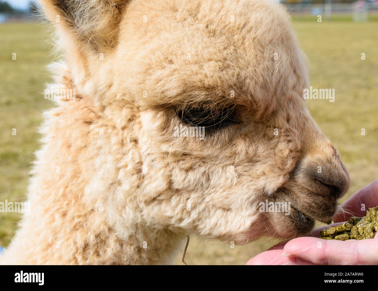 Hand feed animals hi-res stock photography and images - Alamy