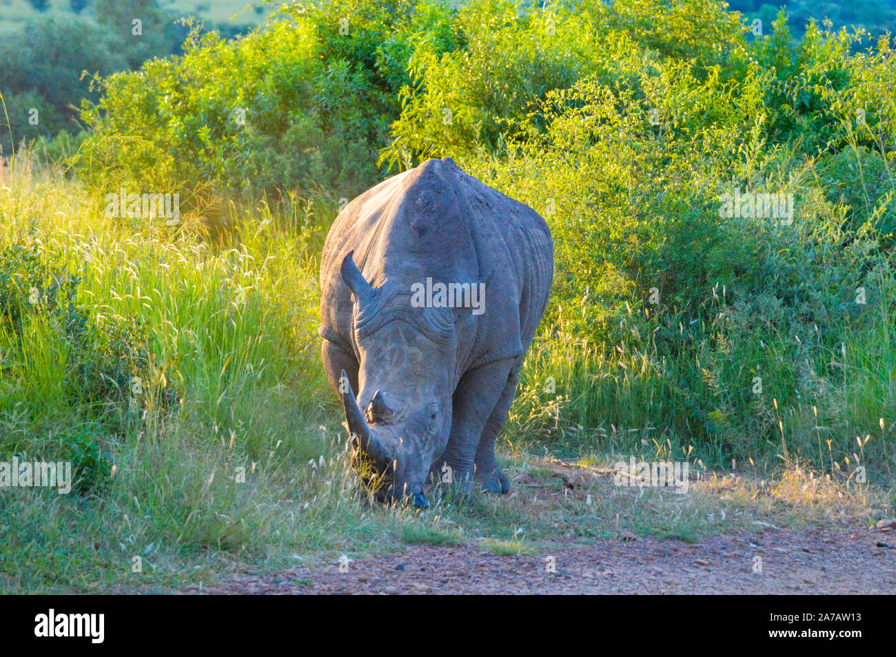 White rhino charging hi-res stock photography and images - Alamy