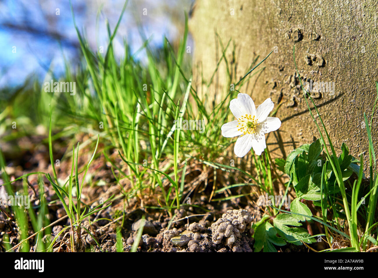 Anemone in front of an old tree with blurred background. (Anemone ...
