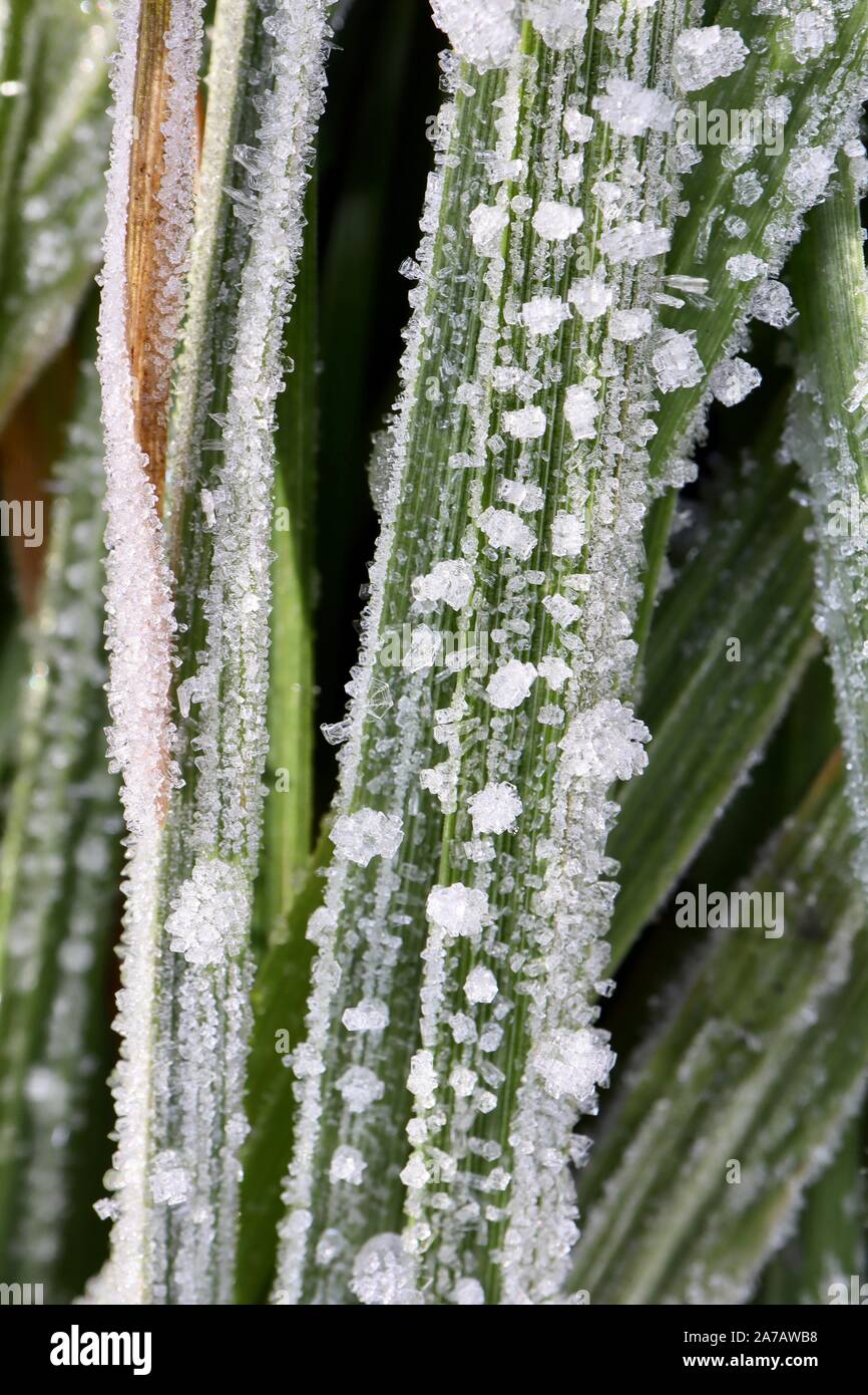 Macro showing green grass with hoar frost in early winter Stock Photo ...