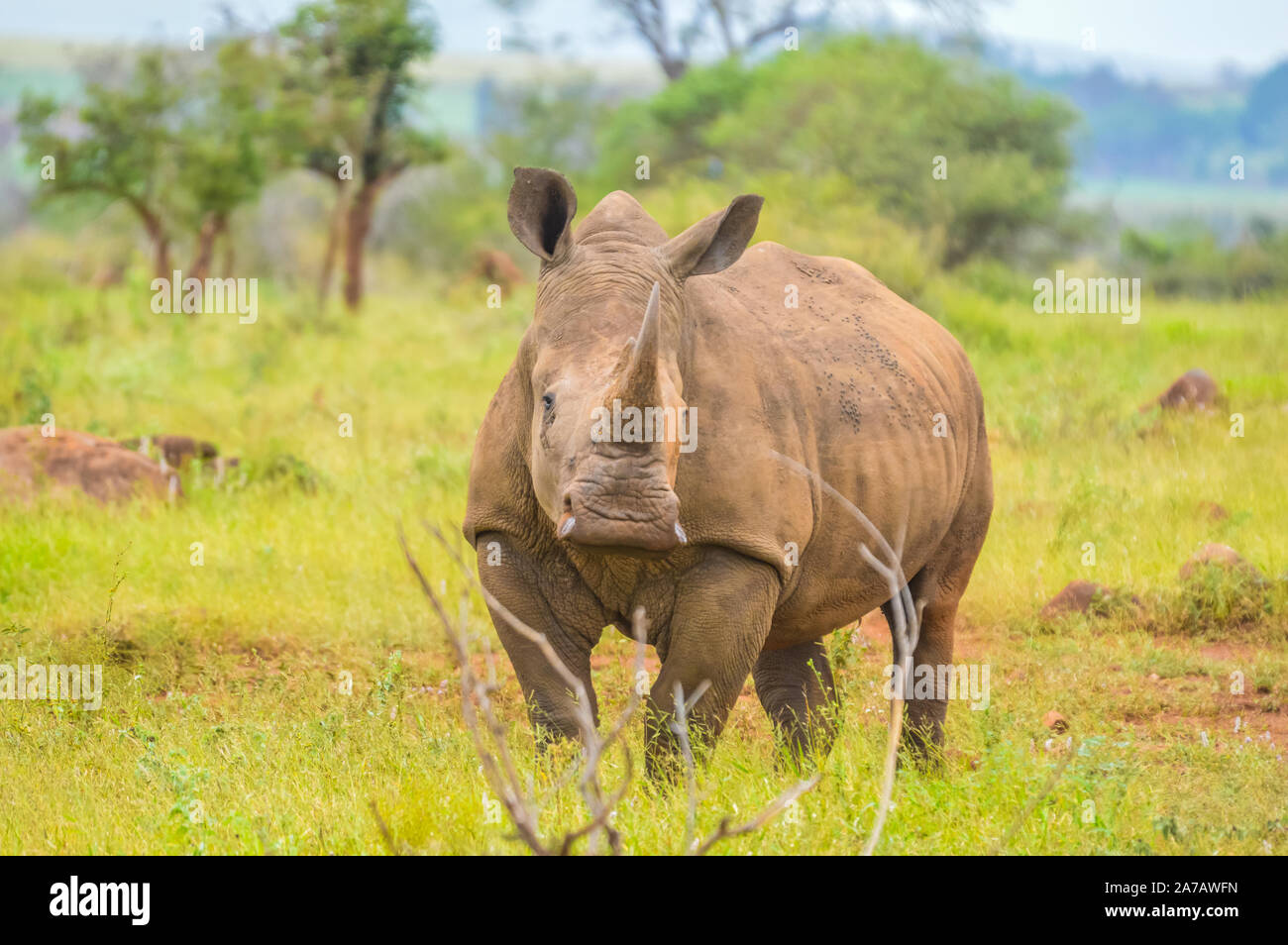 Portrait of cute male bull white Rhino or Rhinoceros in a group in ...