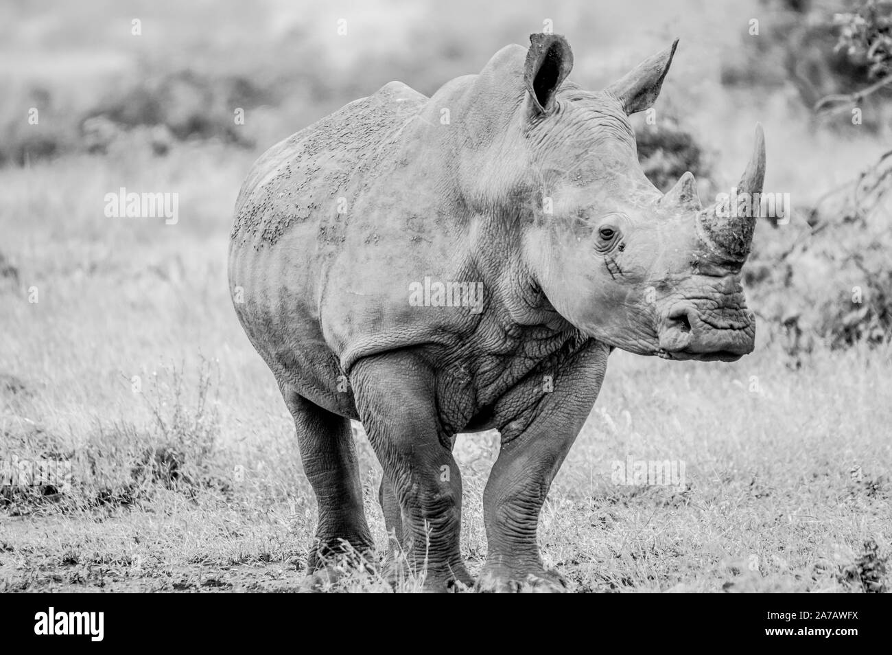Portrait of cute male bull white Rhino or Rhinoceros in a group in ...