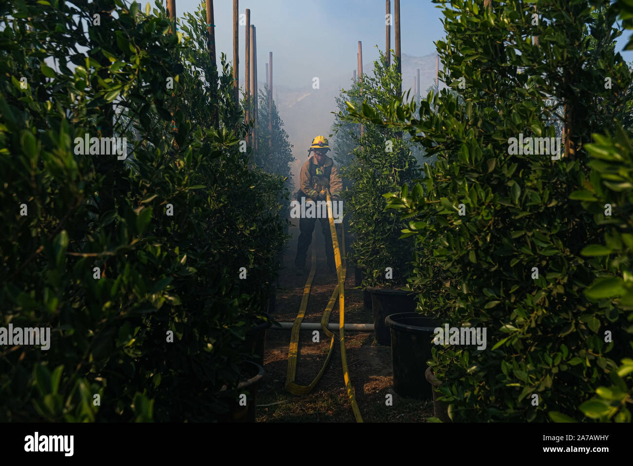 Simi Valley, California, USA. 30th Oct, 2019. Firefighters extinguish ...