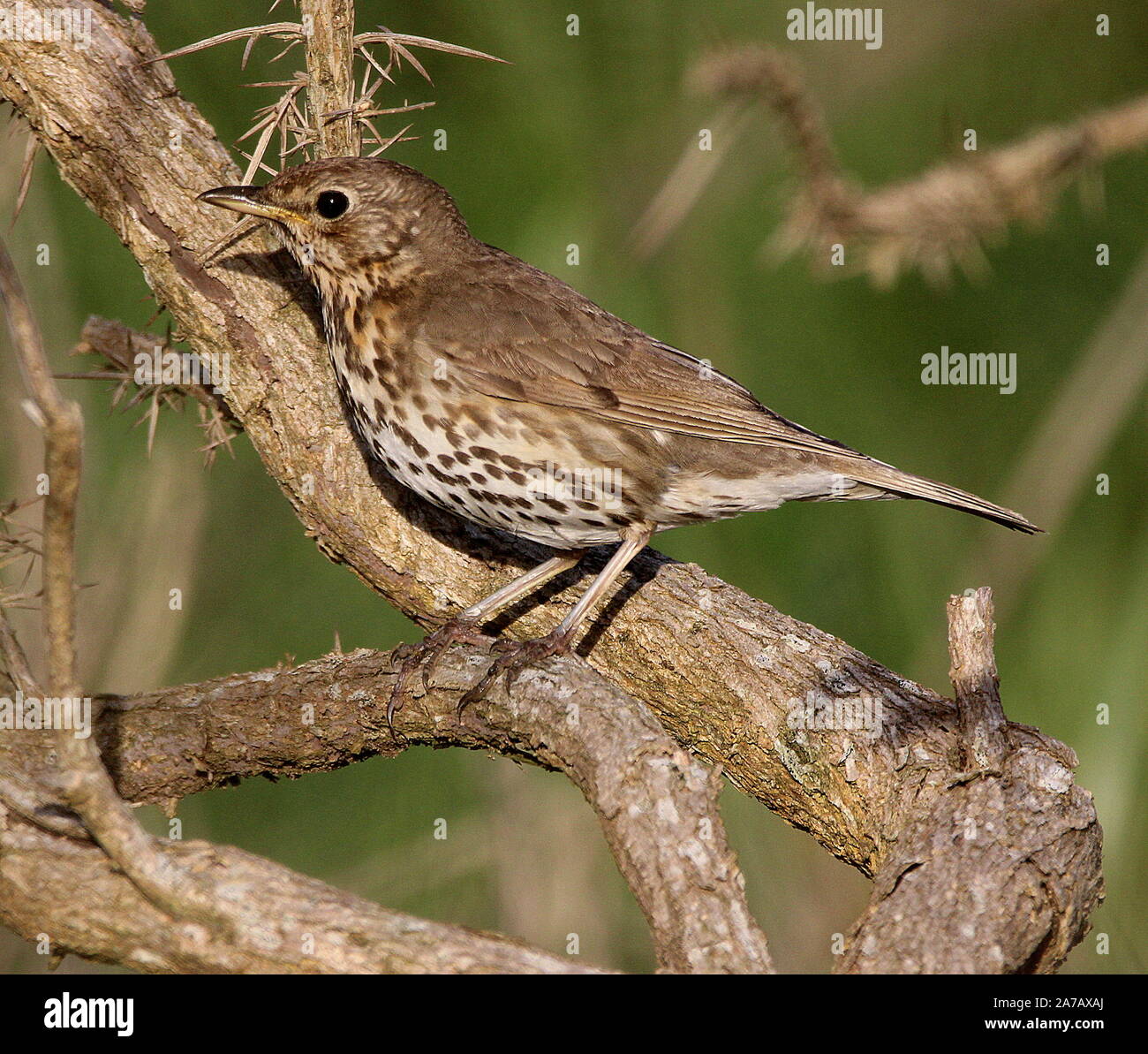 Farmland birds hi-res stock photography and images - Alamy