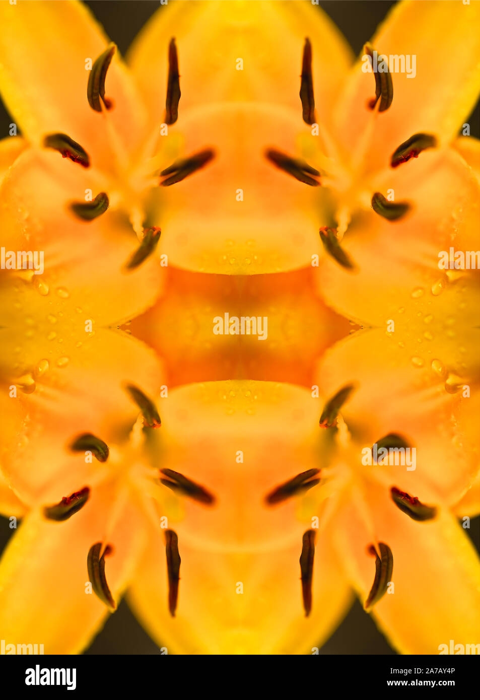 Symmetrical mirrored flower pattern hi-res stock photography and images ...