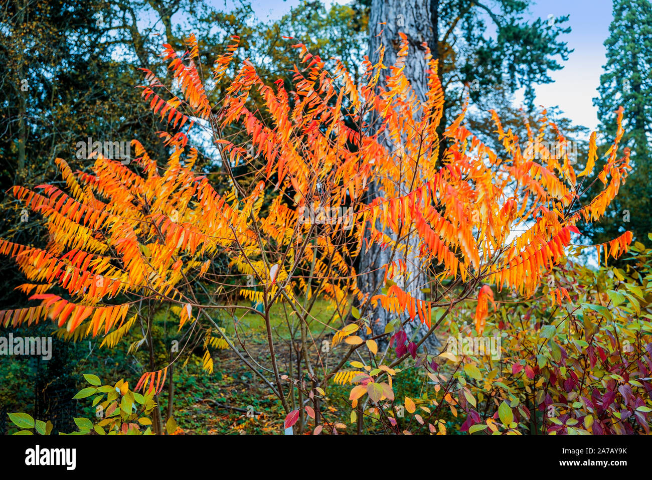 Autumn Colour at Compton Verney Stately Home. Warwickshire, England, UK ...