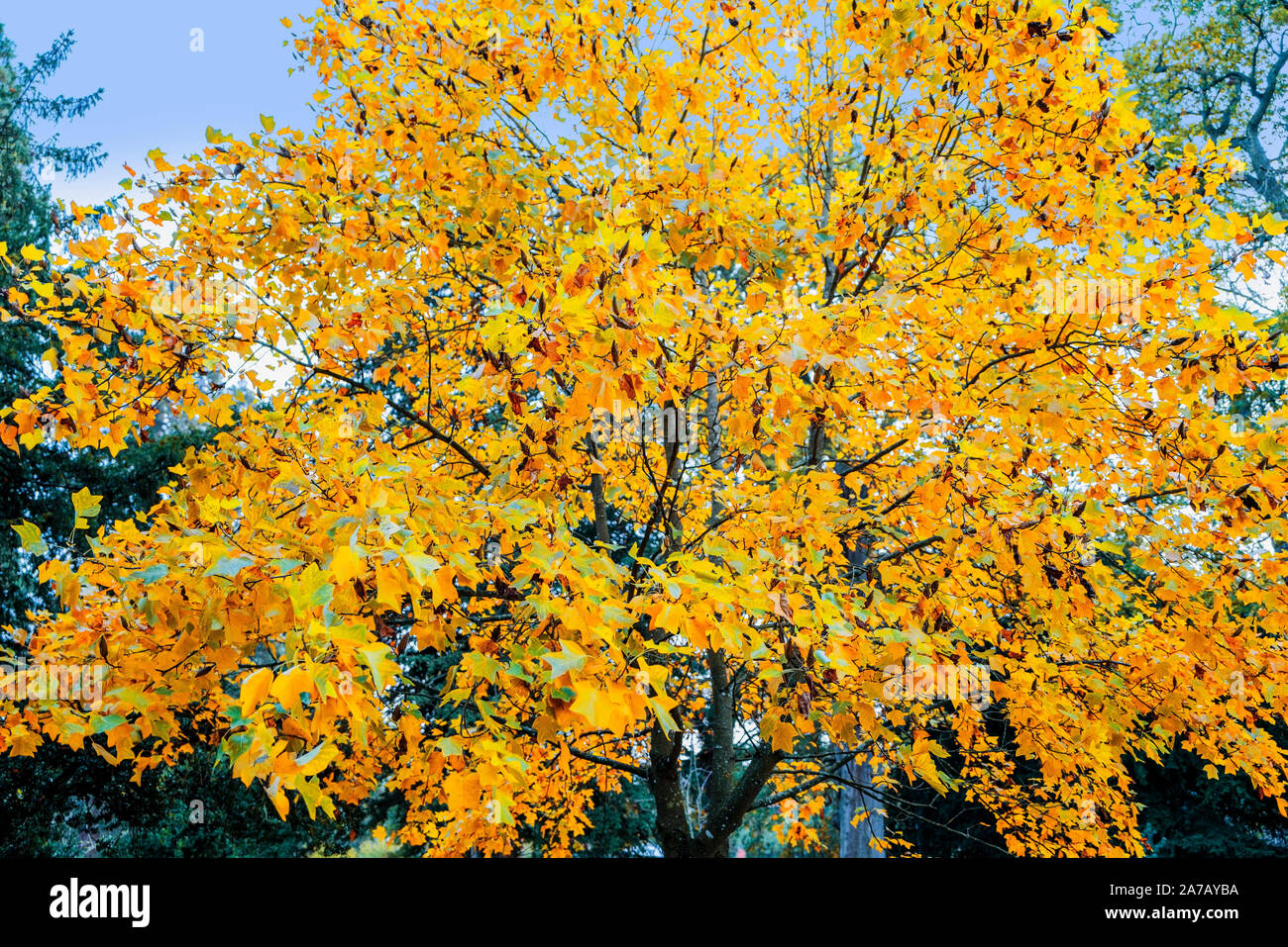 Autumn Colour at Compton Verney Stately Home. Warwickshire, England, UK ...