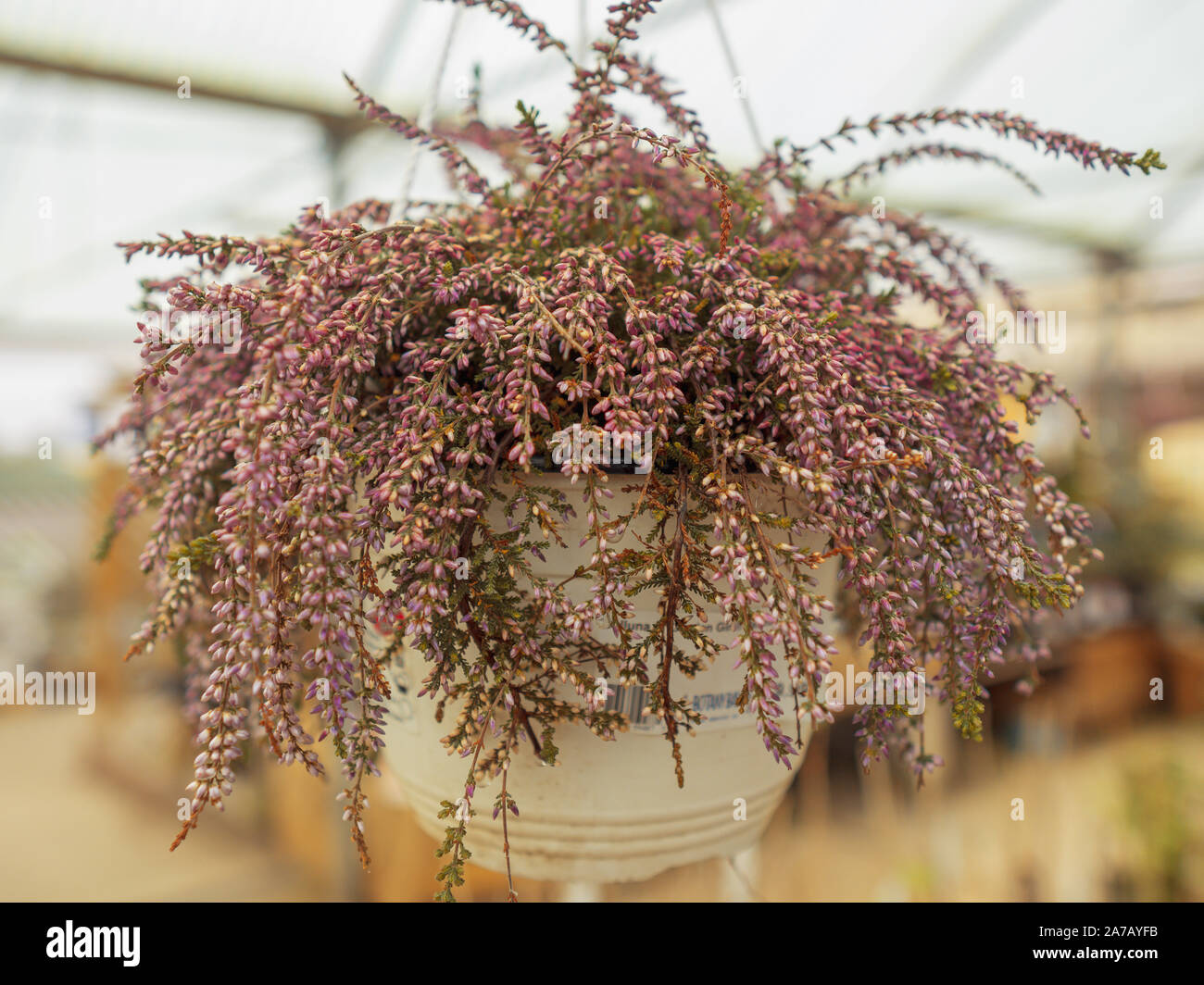 Astwood Bank, Worcestershire, England UK, October 31st. 2019. A garden ...