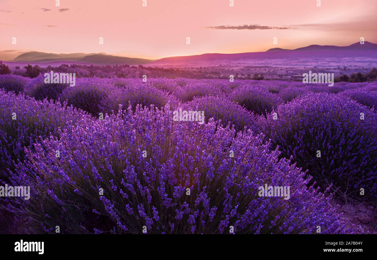 Lavender fields, lavender harvest and lavender flowers Stock Photo - Alamy