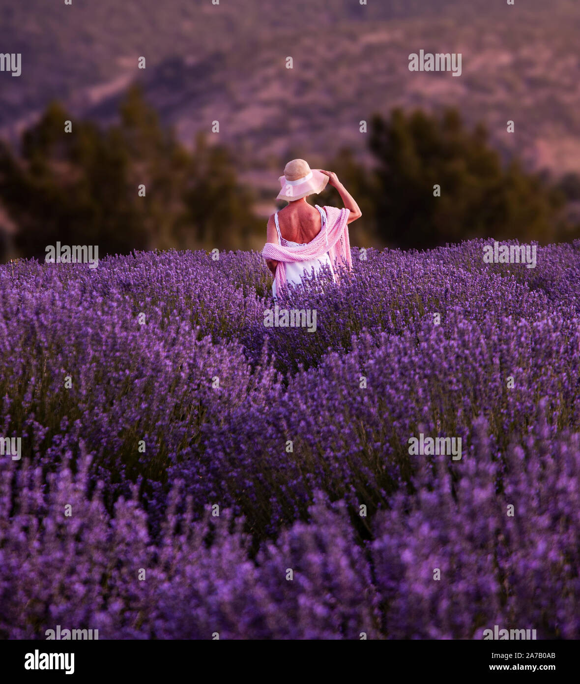 Lavender fields, lavender harvest and lavender flowers Stock Photo - Alamy