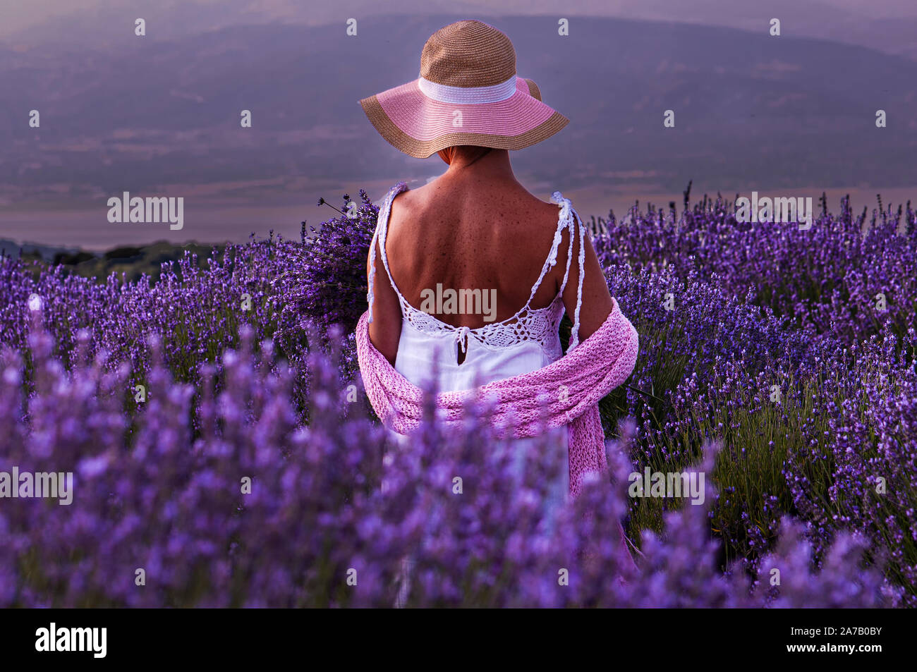 Lavender fields, lavender harvest and lavender flowers Stock Photo - Alamy