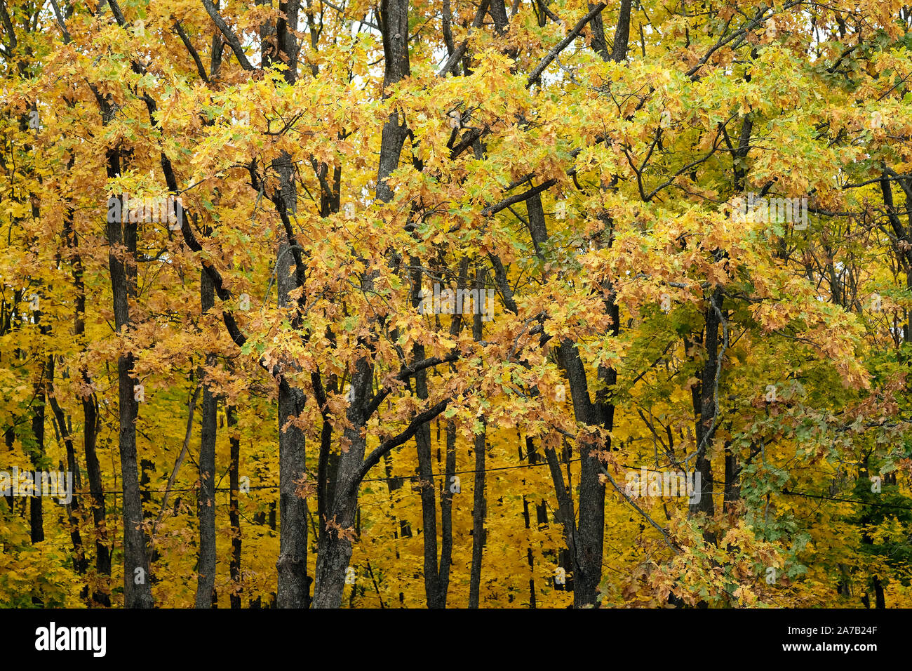 Trees with yellow foliage close-up. City park in the fall. Golden ...