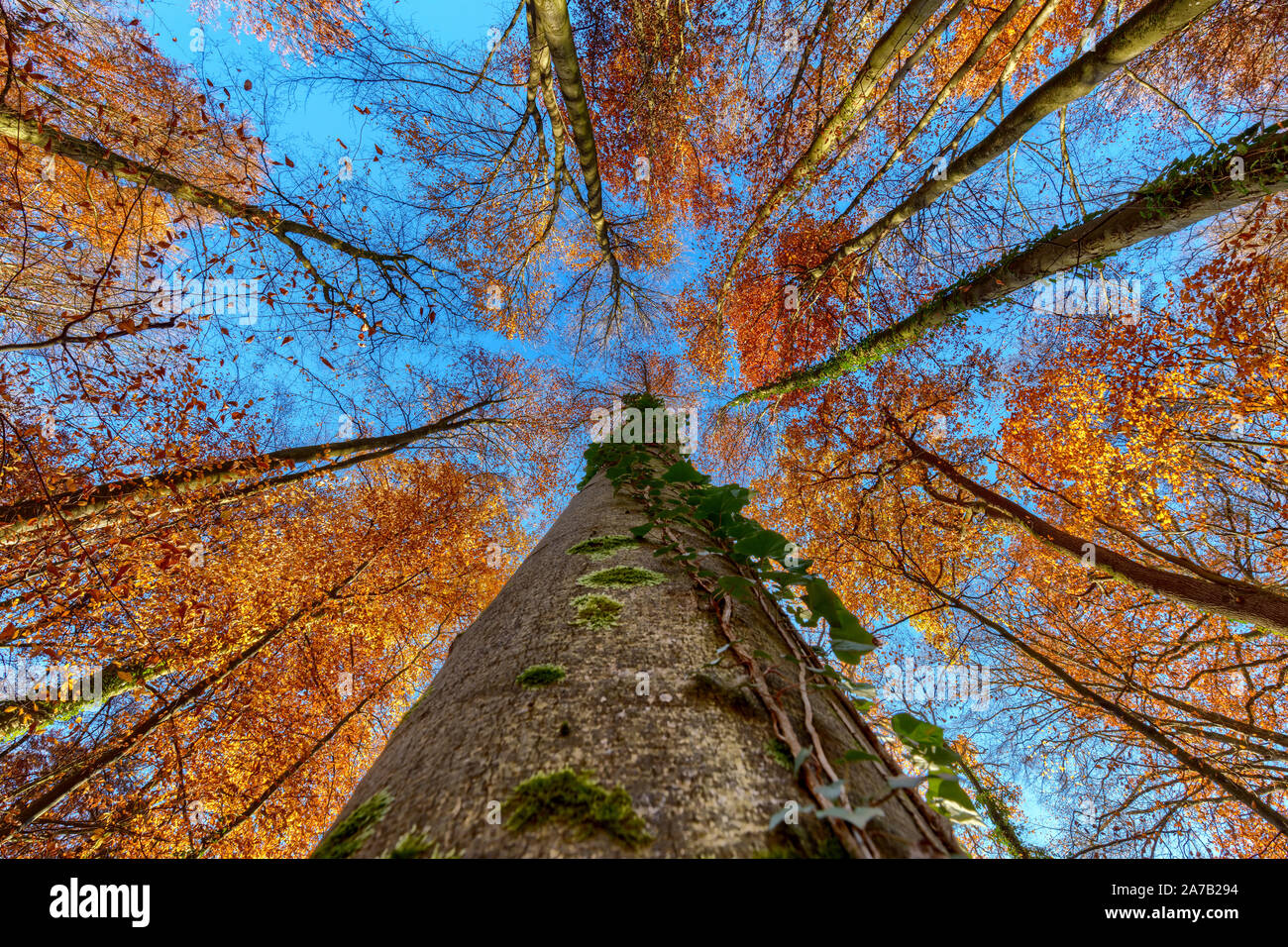 Looking up through tree hi-res stock photography and images - Alamy