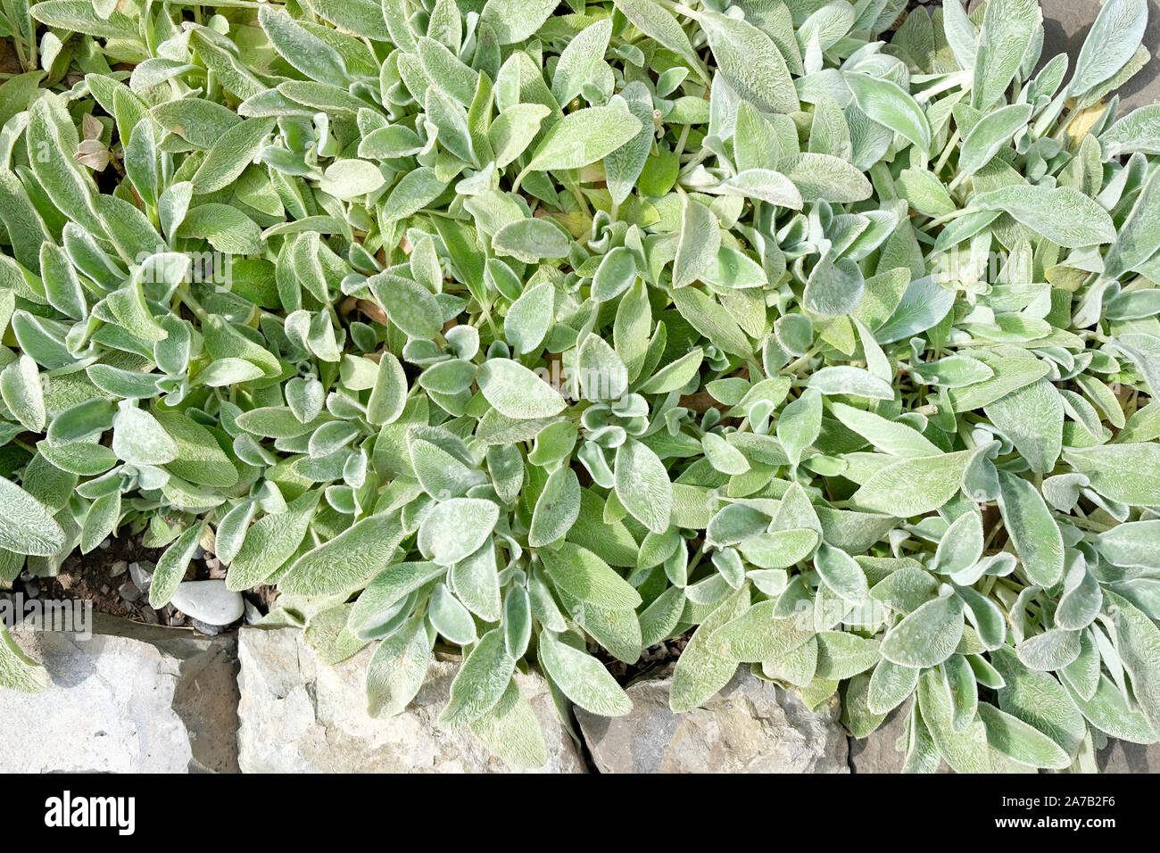 Shrubs silvery sage (Salvia officinalis) in the botanical garden ...