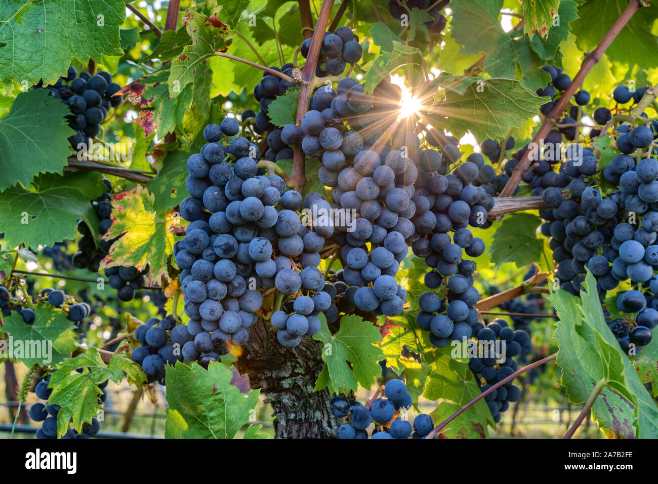 Star fruit and leaves hi-res stock photography and images - Alamy