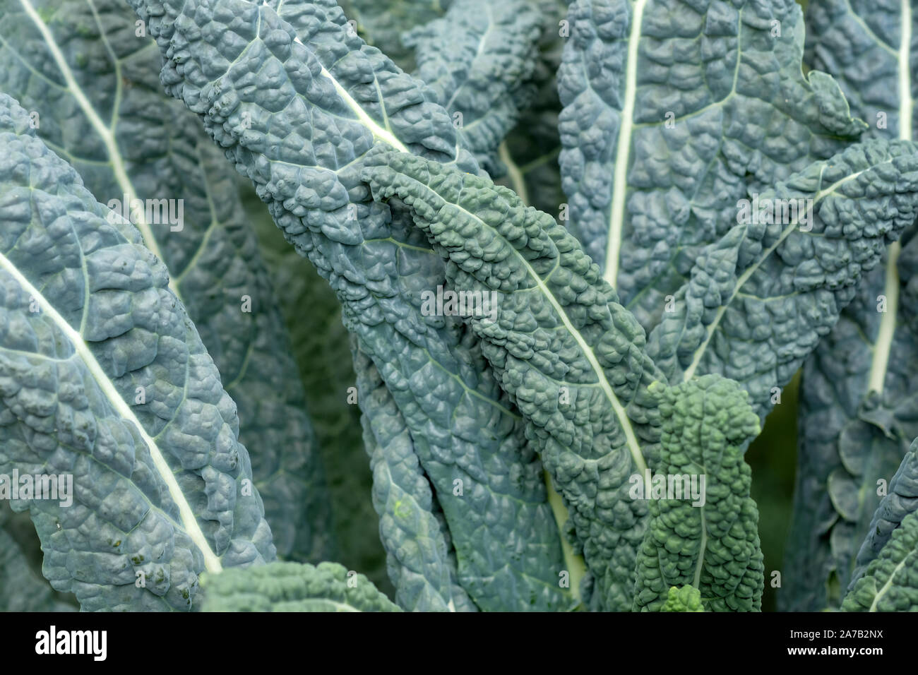 Wavy edge leaves hi-res stock photography and images - Alamy