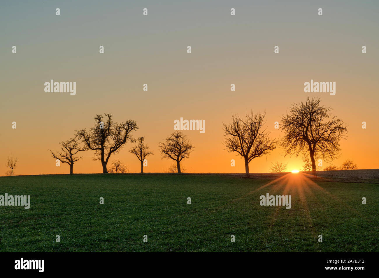 Silhouette trees field sunset clear sky hi-res stock photography and ...