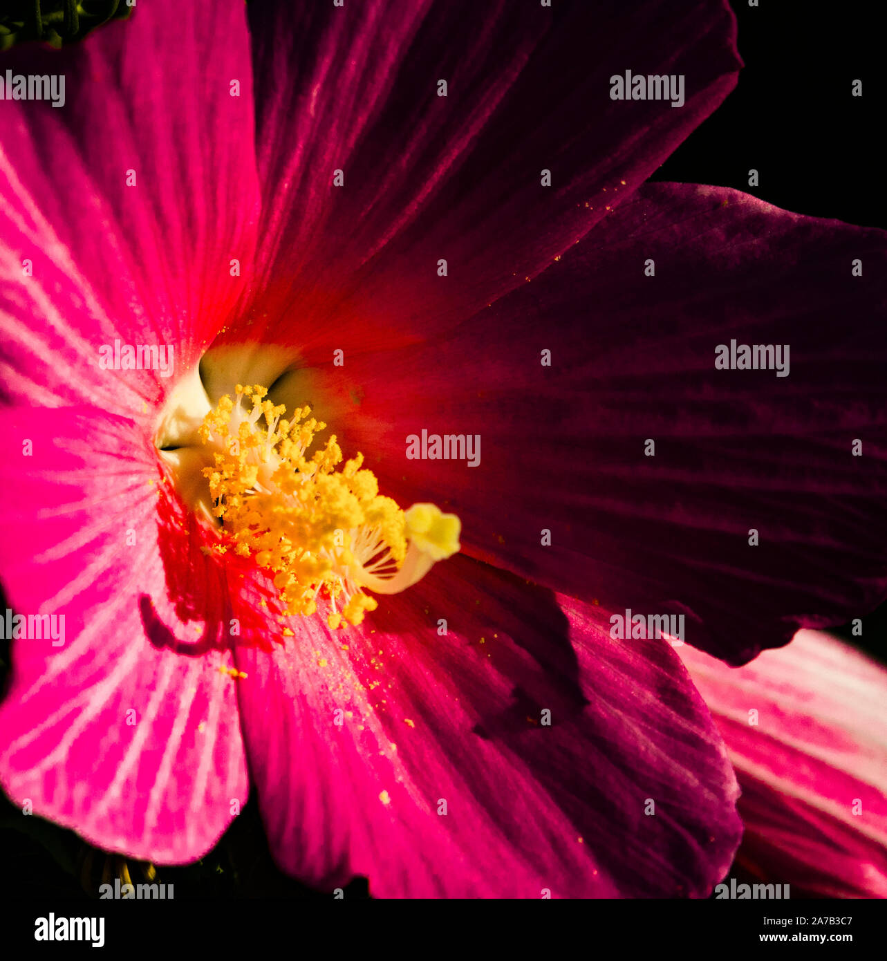 In Jew Jersey, Down in the Meadowland, across the Hudson River from NYC ...