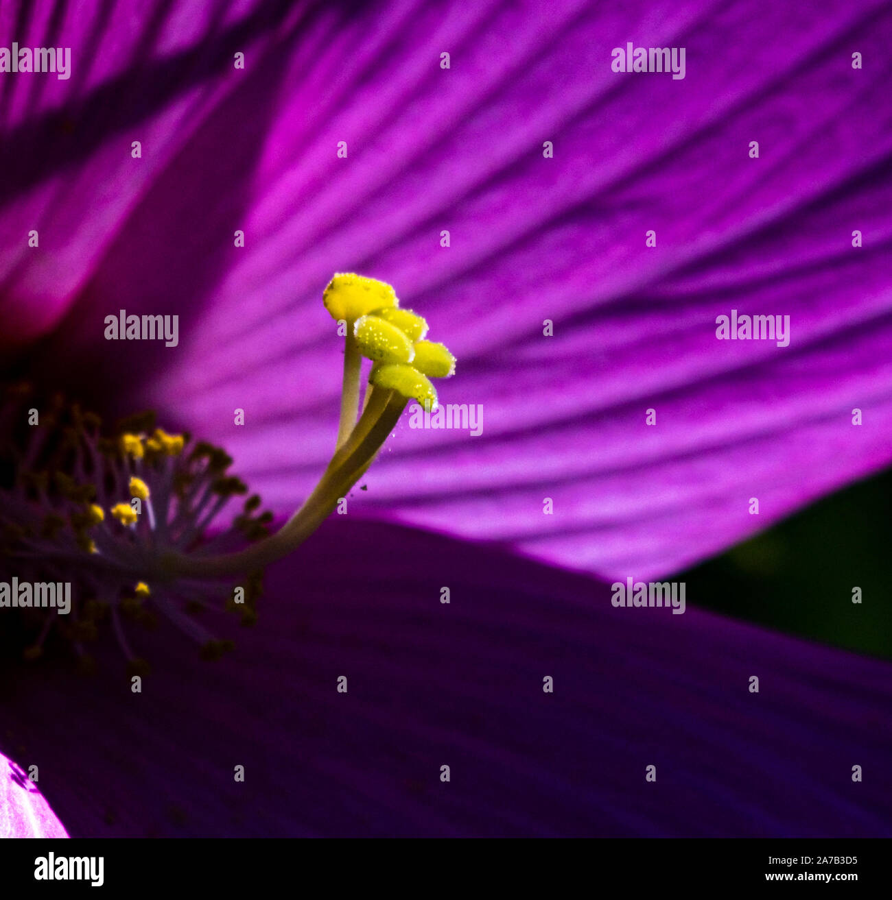 In Jew Jersey, Down in the Meadowland, across the Hudson River from NYC ...