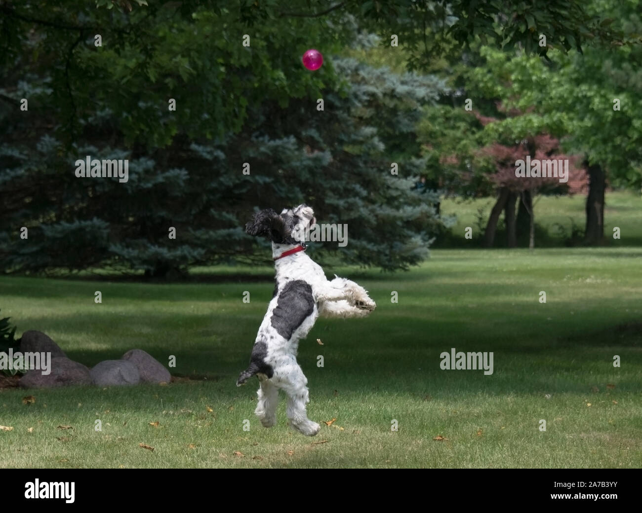 Young and adorable baby black and white cockapoo puppy playing outside ...