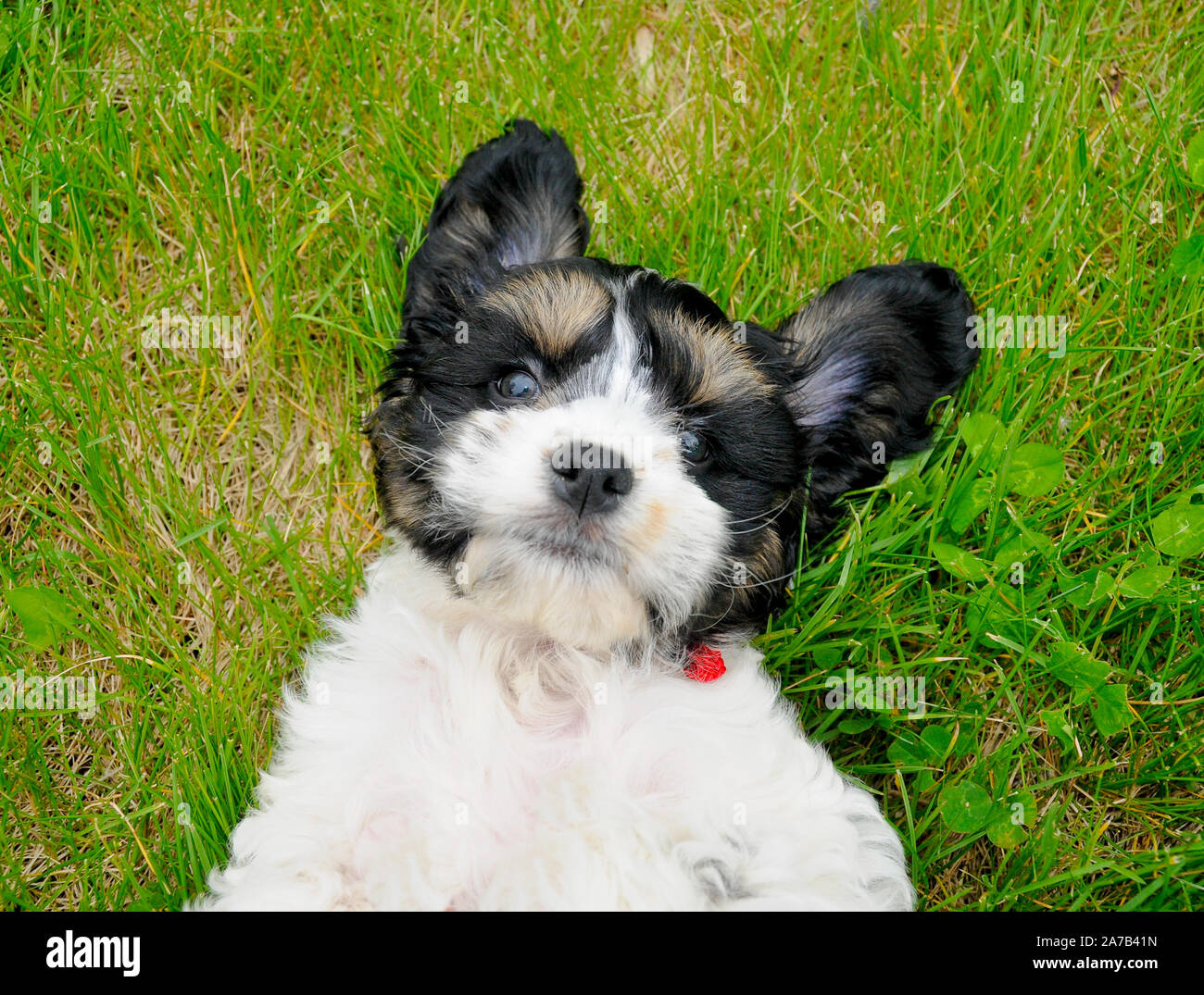 Black And White Cockapoo Puppies