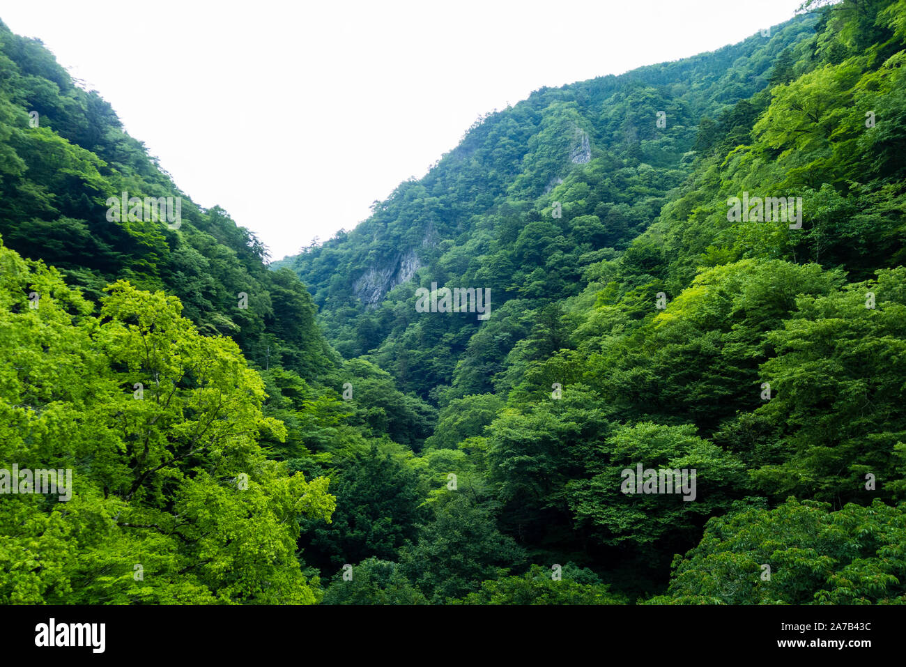Okutama forest hi-res stock photography and images - Alamy